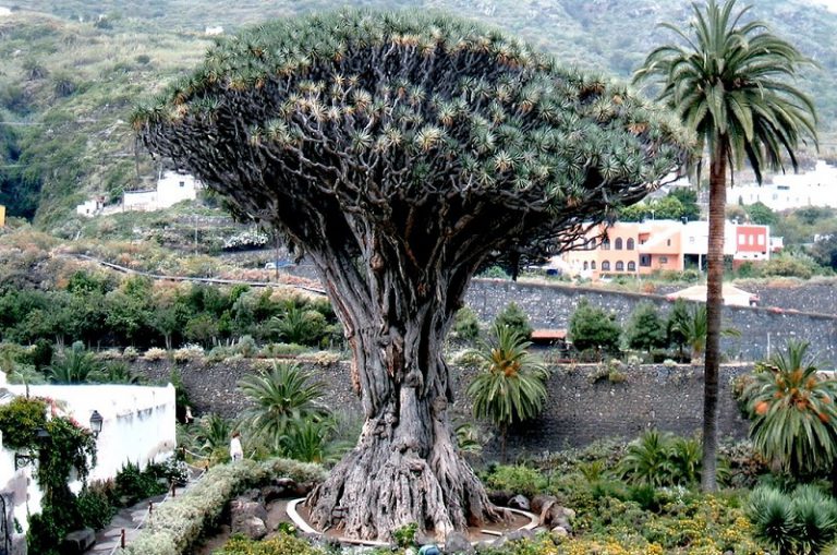 Visitar el Drago Milenario, el árbol más famoso de Tenerife.