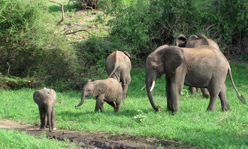 4 mejores parques nacionales del norte de Tanzania